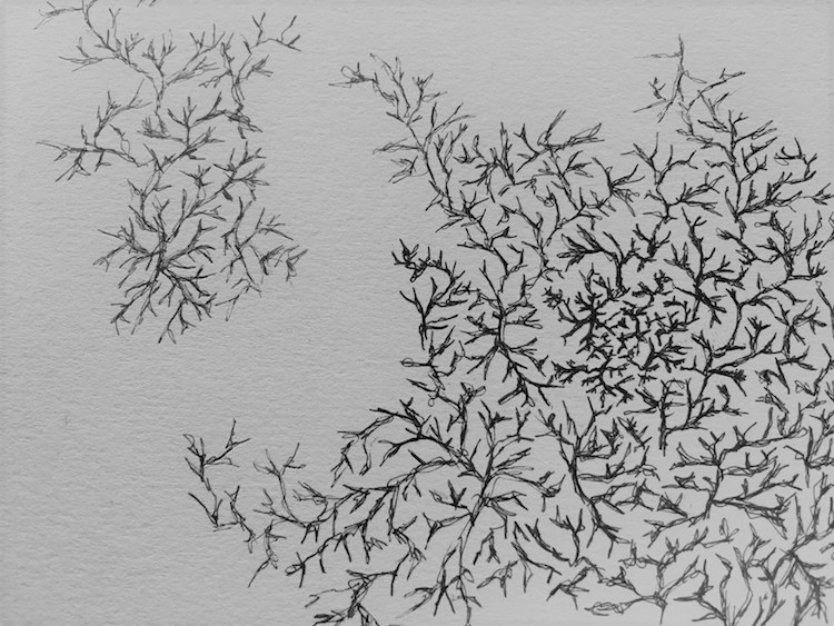 Lichen Drawing