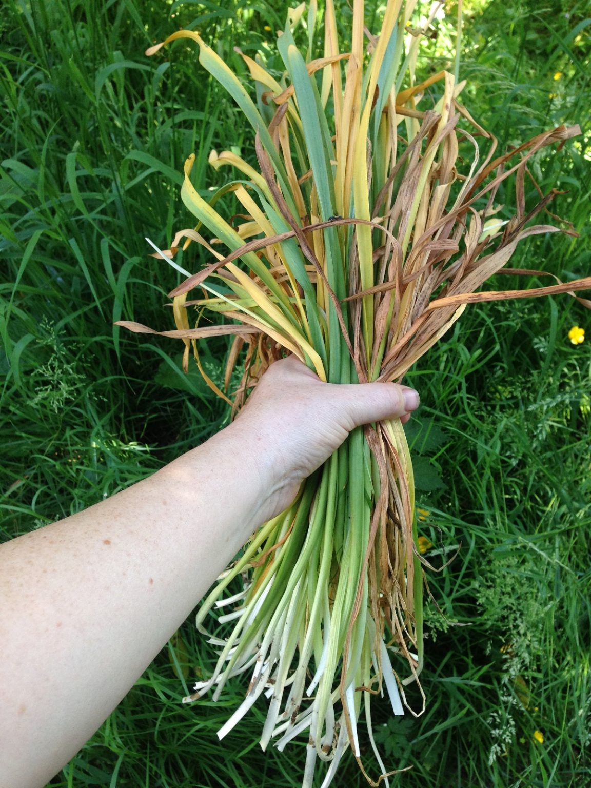 Alice Fox: From conception to creation - TextileArtist.org